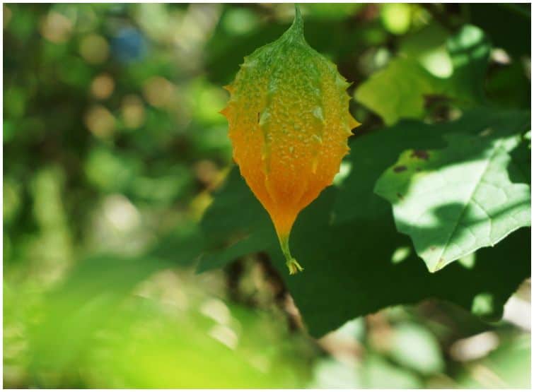 Cerasee Tea – Benefits (Detox, Acne, Diabetes) & Side Effects