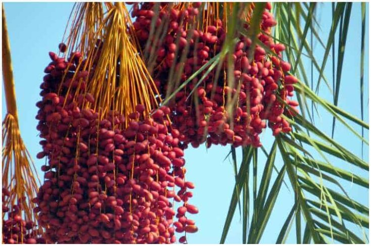 Prunes vs Dates For Constipation – Nutrition Facts & Differences ...