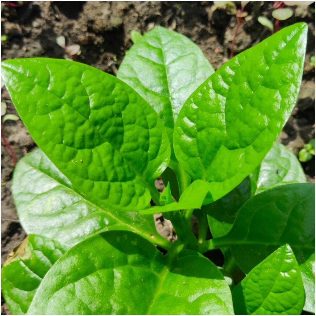 Malabar Spinach - Health Benefits, Side Effects, Taste, Recipe - Health ...