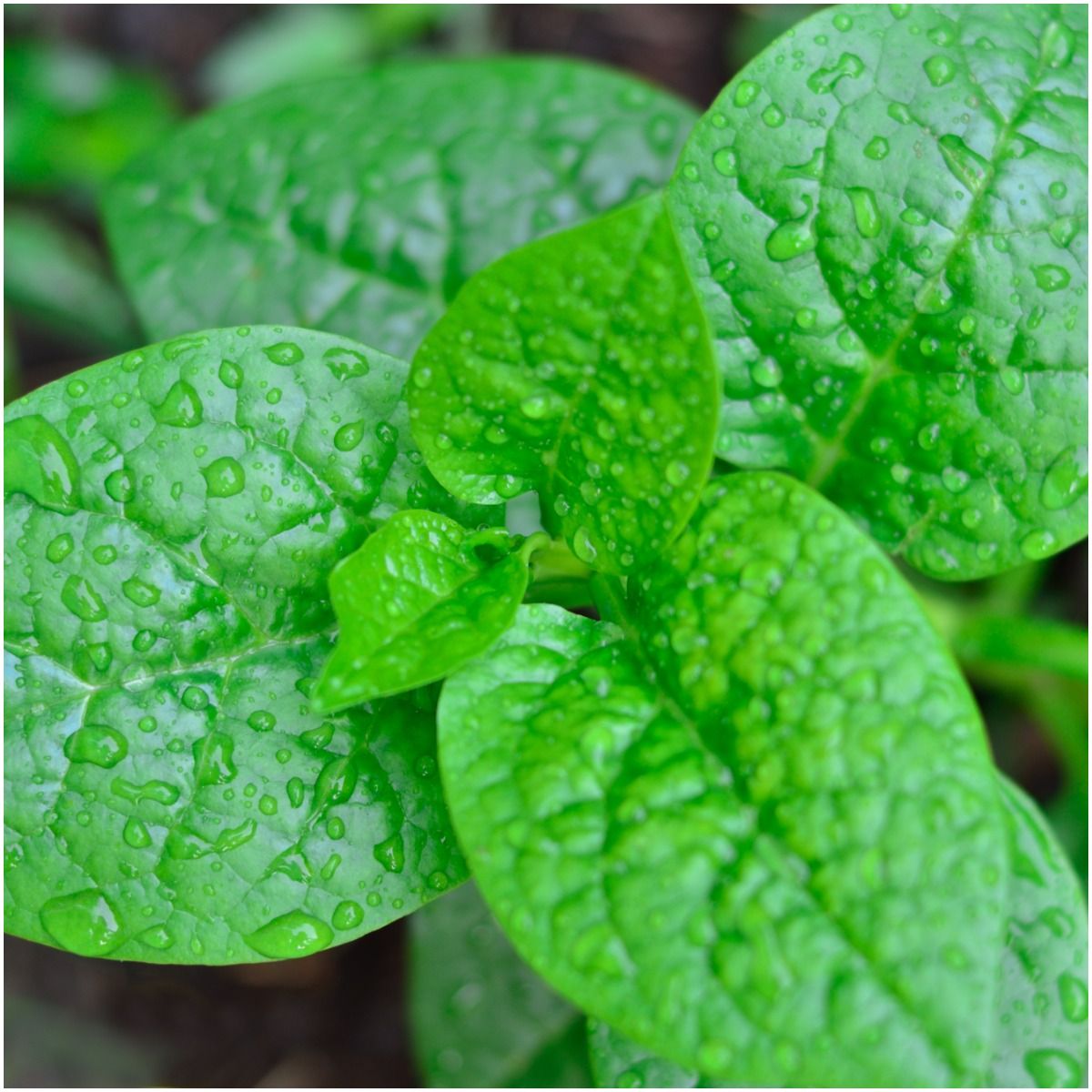 Malabar Spinach Side Effects And Health Benefits Health Guide Net