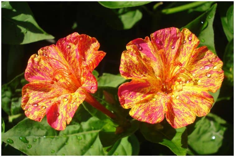Mirabilis Jalapa (Four O'Clock | Marvel of Peru) - Medicinal Uses