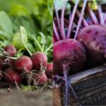 Radish vs Beet - Health Guide Net